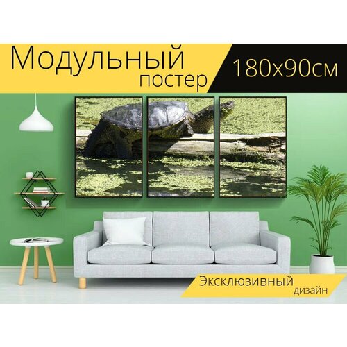 Модульный постер "Каймановая черепаха, черепаха, болото" 180 x 90 см. для интерьера