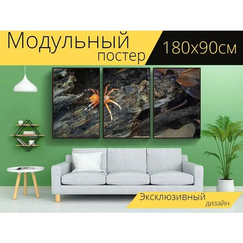 Модульный постер "Паук, апельсин, паукообразный" 180 x 90 см. для интерьера
