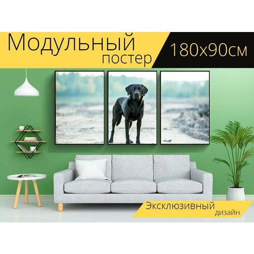 Модульный постер "Лабрадор, собака, на открытом воздухе" 180 x 90 см. для интерьера