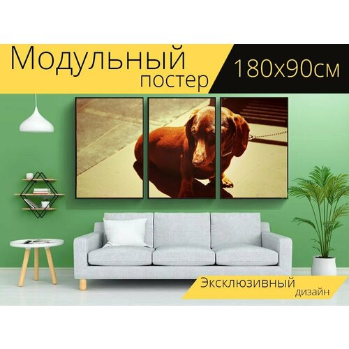 Модульный постер "Собака, такса, домашнее животное" 180 x 90 см. для интерьера