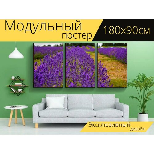 Модульный постер "Лаванда, ферма, фиолетовый" 180 x 90 см. для интерьера