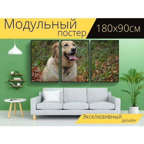Модульный постер "Собака, падение, золотой ретривер" 180 x 90 см. для интерьера