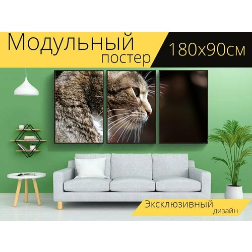 Модульный постер "Кот, похмелье, европейская короткошерстная" 180 x 90 см. для интерьера