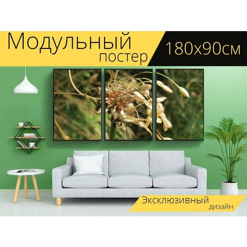 Модульный постер "Лук олерейный, полевой чеснок, соцветие" 180 x 90 см. для интерьера