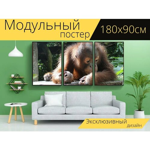 Модульный постер "Животное, детка, орангутанг" 180 x 90 см. для интерьера