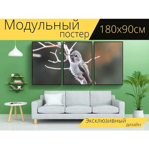 Модульный постер "Колибри, колибри анны, птица" 180 x 90 см. для интерьера