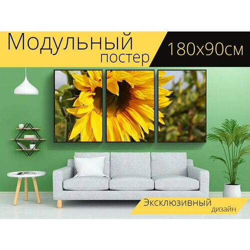 Модульный постер "Подсолнечник, цветок, лепестки" 180 x 90 см. для интерьера