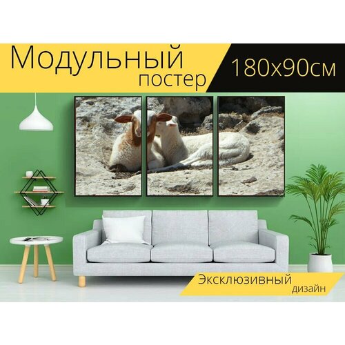 Модульный постер "Ягнята, ягненок, овец" 180 x 90 см. для интерьера