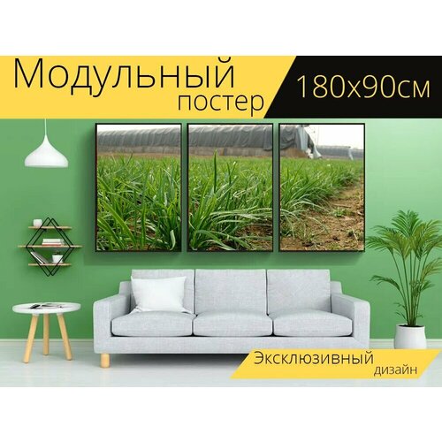 Модульный постер "Китайский чеснок, овощ, поле" 180 x 90 см. для интерьера