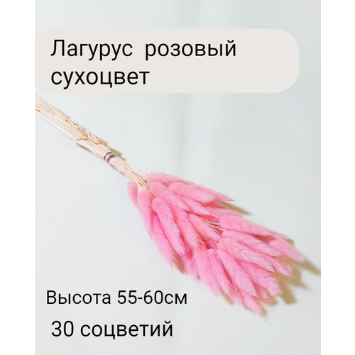 Сухоцветы Лагурус, 30шт. Цвет розовый