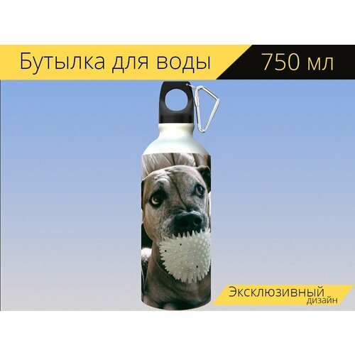 Бутылка фляга для воды "Вид собаки, собака, питбуль" 750 мл. с карабином и принтом