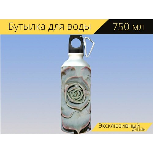 Бутылка фляга для воды "Молодило, альпийская молодило, завод" 750 мл. с карабином и принтом