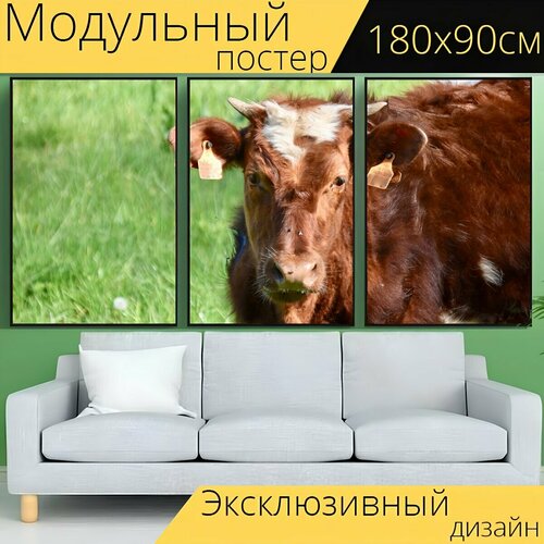 Модульный постер "Корова, воловья кожа, крупного рогатого скота" 180 x 90 см. для интерьера