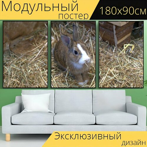 Модульный постер "Карликовый кролик, кролики, кролик" 180 x 90 см. для интерьера