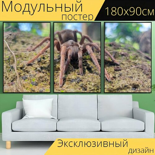 Модульный постер "Тарантул, паук, насекомое" 180 x 90 см. для интерьера