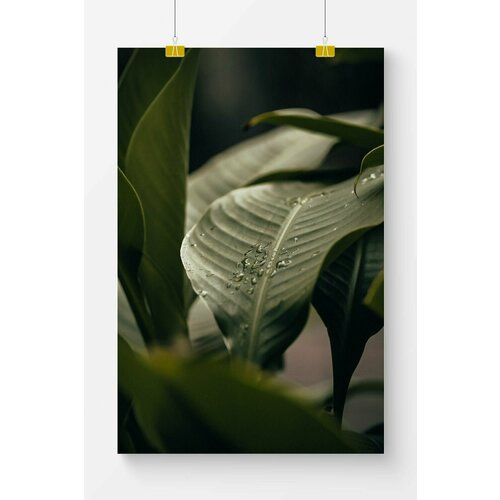 Постер для интерьера Postermarkt, 50х70 см в черной рамке, декор на стену Растение #41