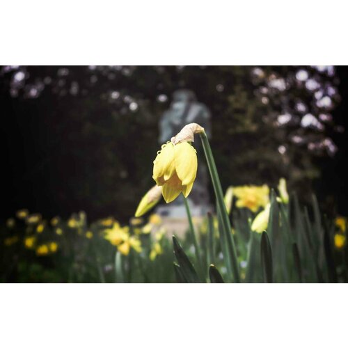 Картина на холсте 60x110 LinxOne "Нарцисс, цветок, клумба, весна" интерьерная для дома / на стену / на кухню / с подрамником