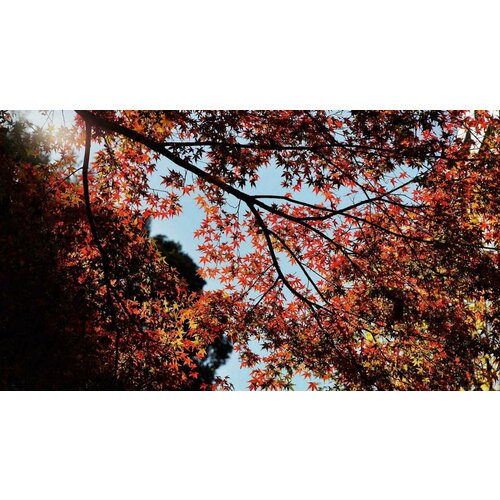 Картина на холсте 60x110 LinxOne "Клен, осень, деревья, ветки" интерьерная для дома / на стену / на кухню / с подрамником