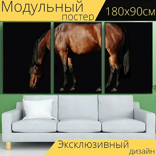 Модульный постер "Лошадь, млекопитающее, кавалерия" 180 x 90 см. для интерьера