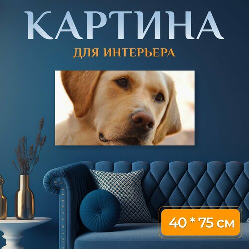 Картина на холсте "Домашний питомец, лабрадор, собака" на подрамнике 75х40 см. для интерьера
