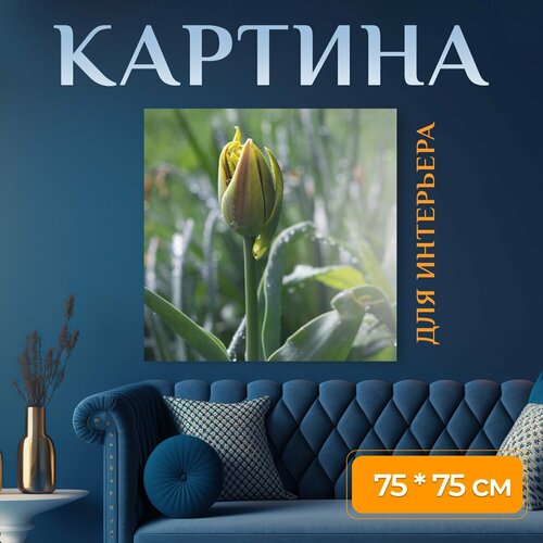 Картина на холсте "Тюльпан, цветок, цвести" на подрамнике 75х75 см. для интерьера