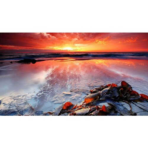 Картина на холсте 60x110 LinxOne "Закат берег море водоросли" интерьерная для дома / на стену / на кухню / с подрамником