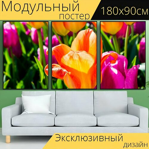 Модульный постер "Тюльпан, природа, цветок" 180 x 90 см. для интерьера