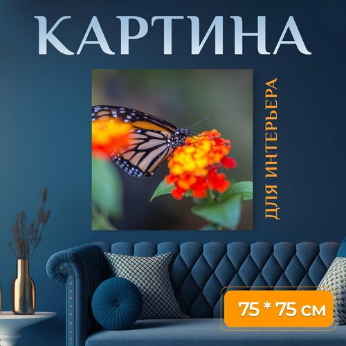 Картина на холсте "Бабочка, природа, насекомое" на подрамнике 75х75 см. для интерьера