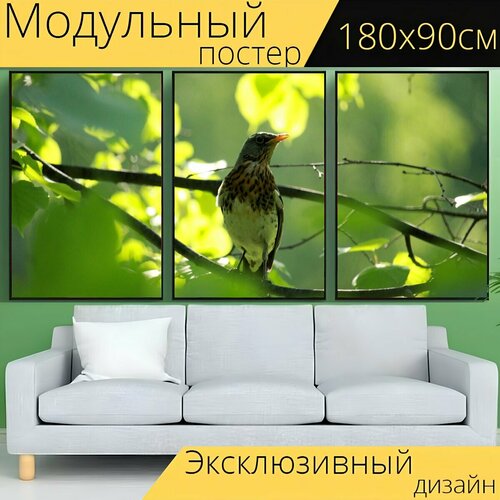 Модульный постер "Птица, дрозд, птенец" 180 x 90 см. для интерьера