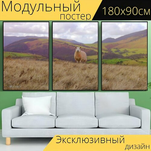 Модульный постер "Овец, трава, пейзаж" 180 x 90 см. для интерьера