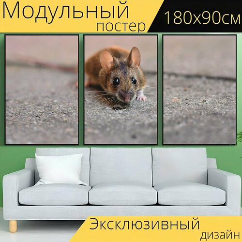 Модульный постер "Домовая мышь, мышь, длиннохвостая мышь" 180 x 90 см. для интерьера