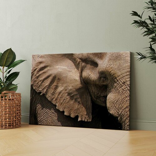 Картина на холсте (Крупный план морды слона) 50x70 см. Интерьерная, на стену.