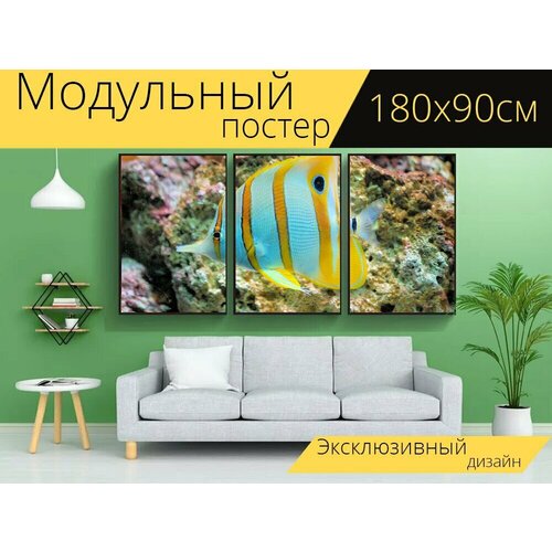Модульный постер "Рыба бабочка, рыбы, тропический" 180 x 90 см. для интерьера