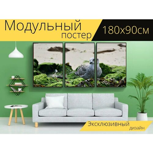 Модульный постер "Чайка, морские водоросли, водоросли" 180 x 90 см. для интерьера
