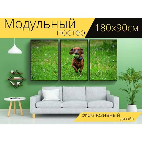 Модульный постер "Такса, собака, играть" 180 x 90 см. для интерьера