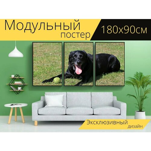 Модульный постер "Лабрадор, лабрадор ретривер, собака" 180 x 90 см. для интерьера