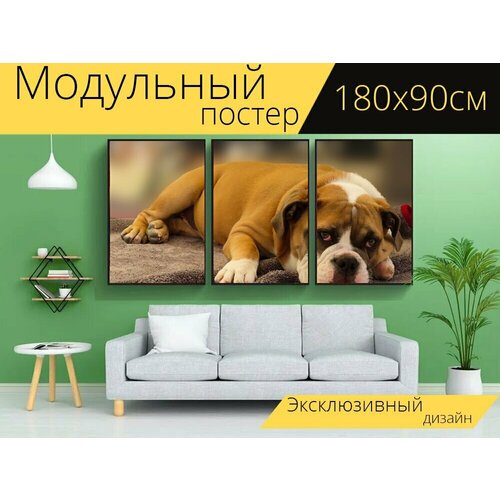 Модульный постер "Собака, бульдог, домашний питомец" 180 x 90 см. для интерьера