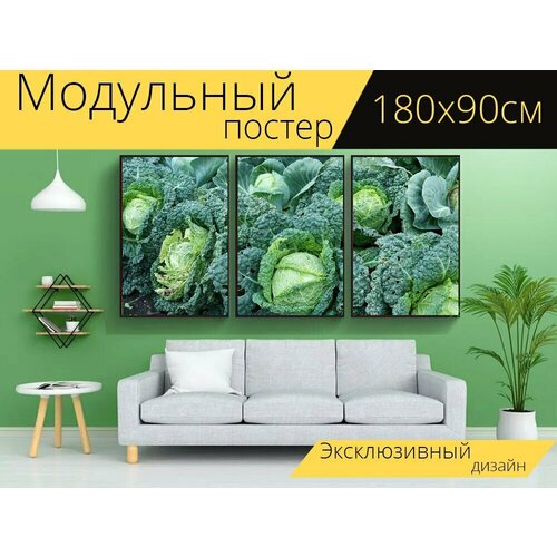 Модульный постер "Капуста, овощи, здоровый" 180 x 90 см. для интерьера