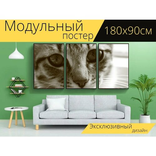 Модульный постер "Кошка ребенок, кот, котенок" 180 x 90 см. для интерьера