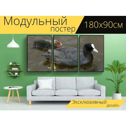 Модульный постер "Лысуха, водоплавающая птица, оперение" 180 x 90 см. для интерьера