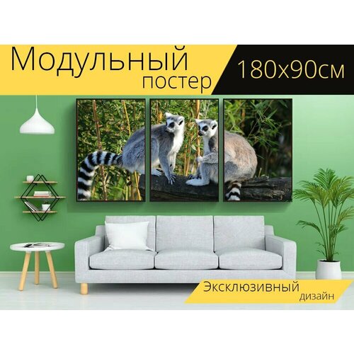 Модульный постер "Лемур, кошачий лемур, мадагаскар" 180 x 90 см. для интерьера