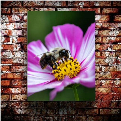 Постер "Пчела на красивом цветке" Cool Eshe из коллекции "Природа", плакат А4 (29,7 х 21 см)
