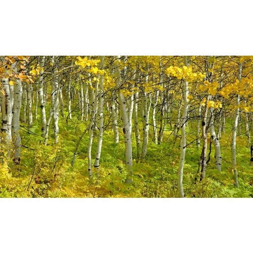 Картина на холсте 60x110 LinxOne "Деревья березы роща осень красота" интерьерная для дома / на стену / на кухню / с подрамником