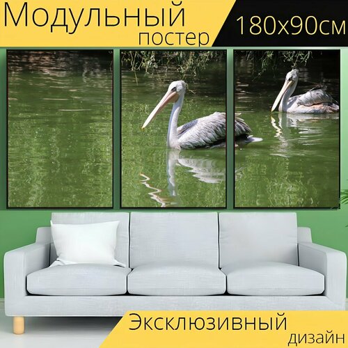 Модульный постер "Пеликаны, птицы, пруд" 180 x 90 см. для интерьера