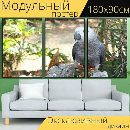 Модульный постер "Птица, попугай, африканский серый" 180 x 90 см. для интерьера