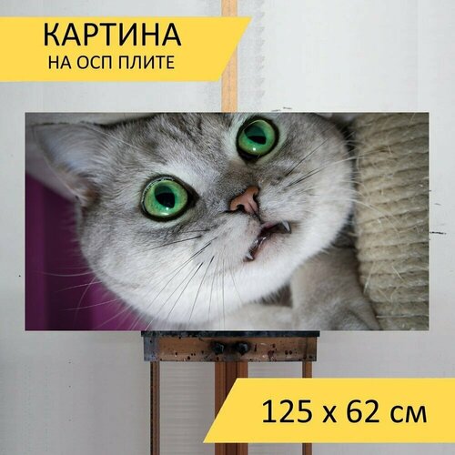 Картина на ОСП 125х62 см. "Кот, похмелье, британская короткошерстная кошка" горизонтальная, для интерьера, с креплениями
