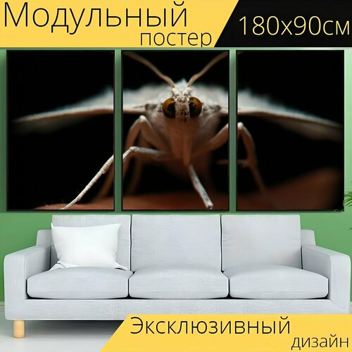 Модульный постер "Моль, насекомое, чешуекрылые" 180 x 90 см. для интерьера