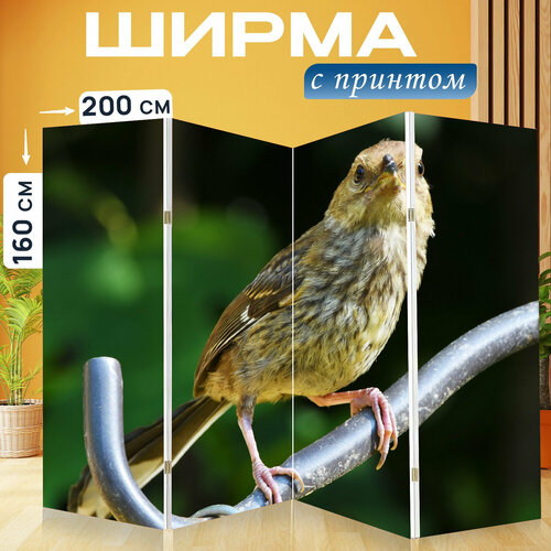 Ширма перегородка с принтом "Птица, воробей, перья" на холсте - 200x160 см. для зонирования, раскладная