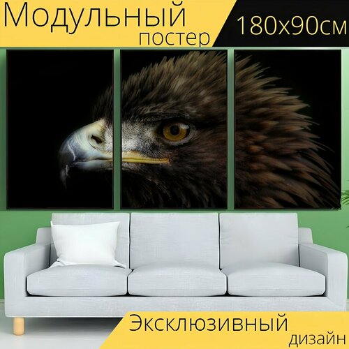 Модульный постер "Птица, орел, хищные птицы" 180 x 90 см. для интерьера