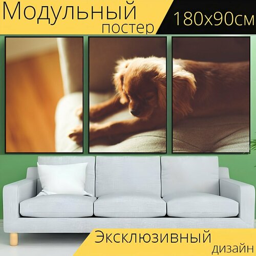 Модульный постер "Щенок, домашний питомец, собака" 180 x 90 см. для интерьера